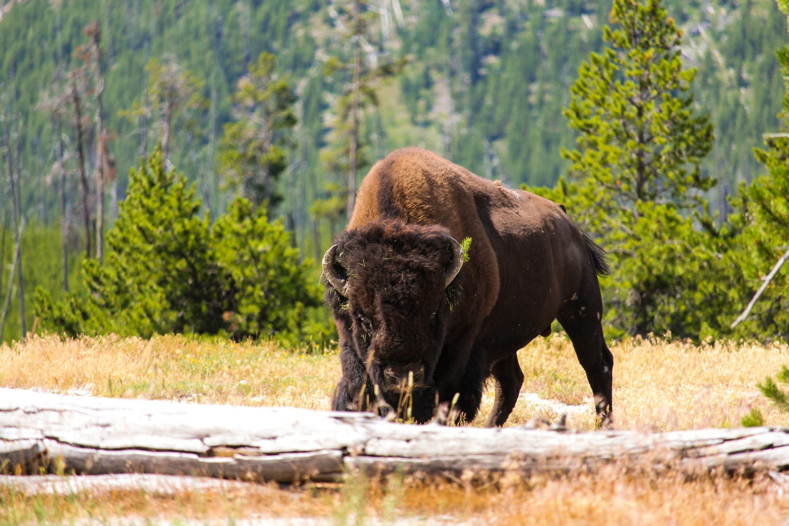 Rewilding Earth - Nature Needs Half